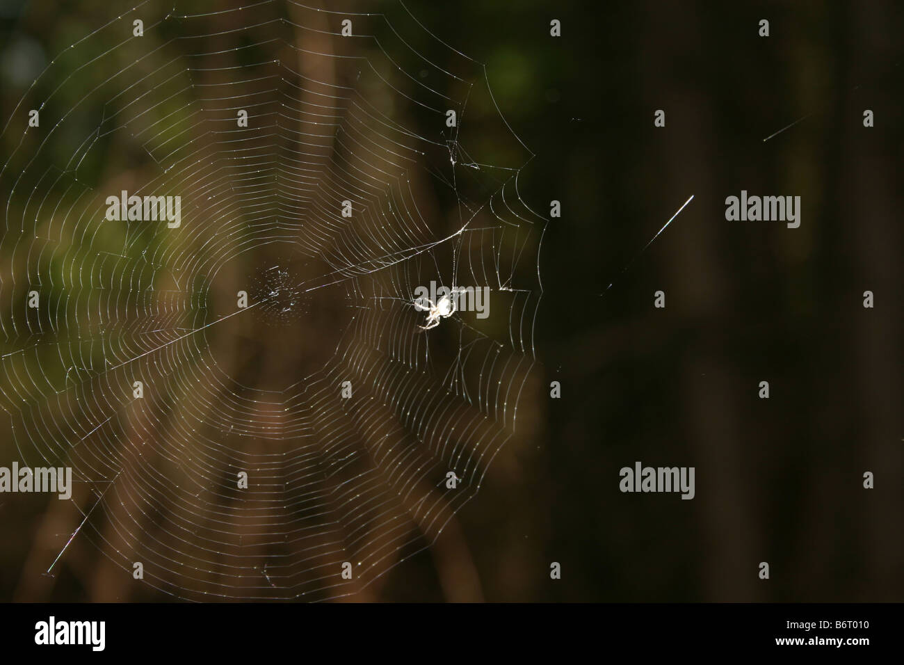 Working spider hi-res stock photography and images - Alamy