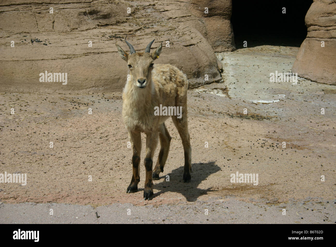A young west caucasus tur kid, a breed of goat-antelope native to ...