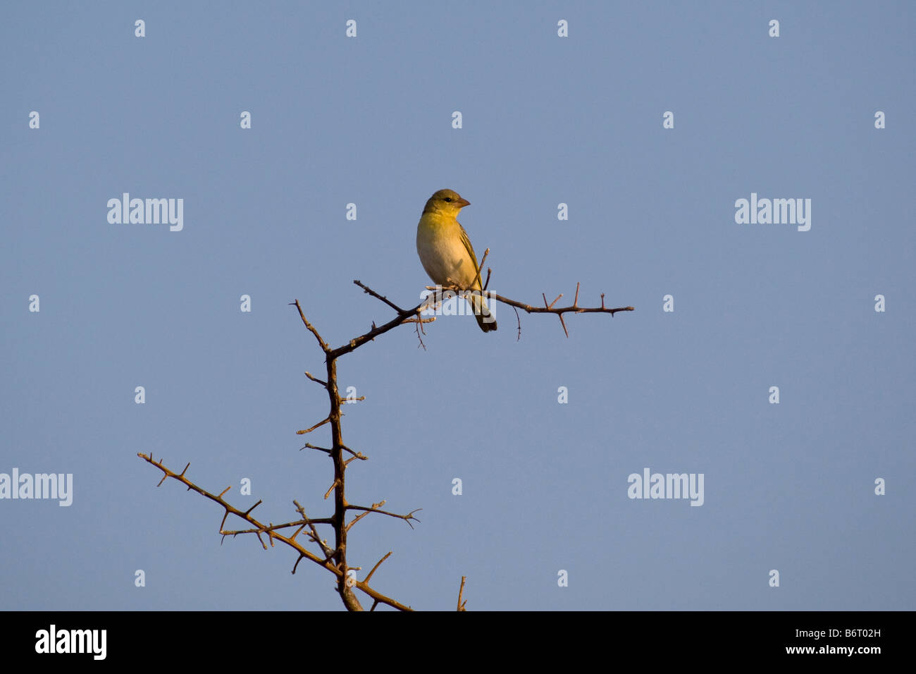 Dead canary bird hi-res stock photography and images - Alamy