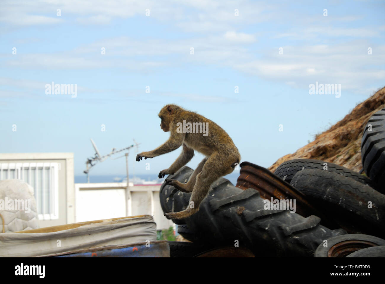 Macaque jumping hi-res stock photography and images - Alamy