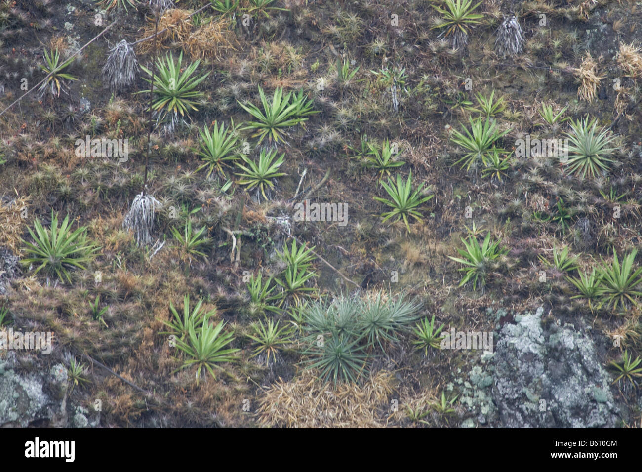 Green Plant cacti type in mountain near Riobamba Ecuador South America ...