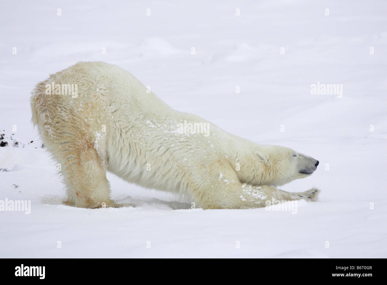 Polar Bear stretching on the tundra Stock Photo - Alamy