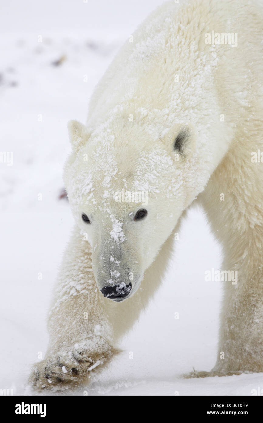 Polar Bear on the snow Stock Photo - Alamy