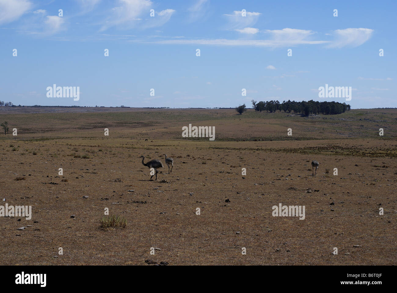 rhea birds in the pampa, Uruguay Stock Photo - Alamy