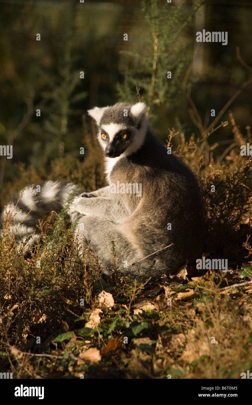 Lemur in Wildlife Park Stock Photo - Alamy