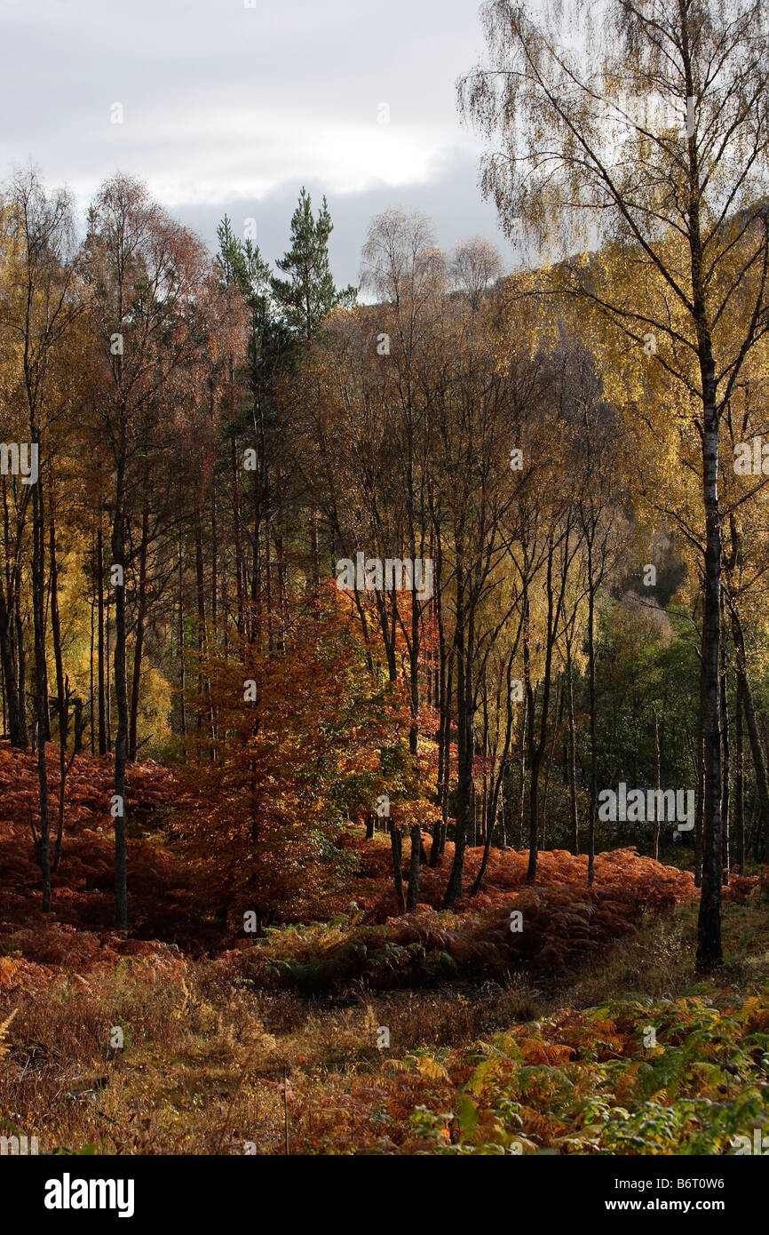 forest near Queen s View close to Pitlochry Perth Kinross Scotland UK ...