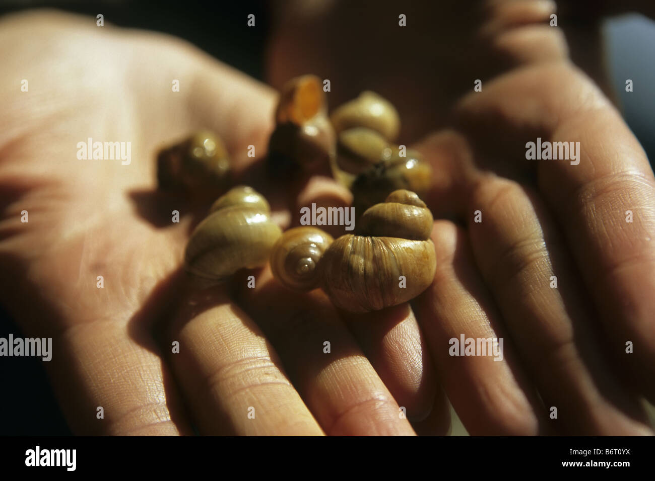 Hands full sea shells hi-res stock photography and images - Alamy