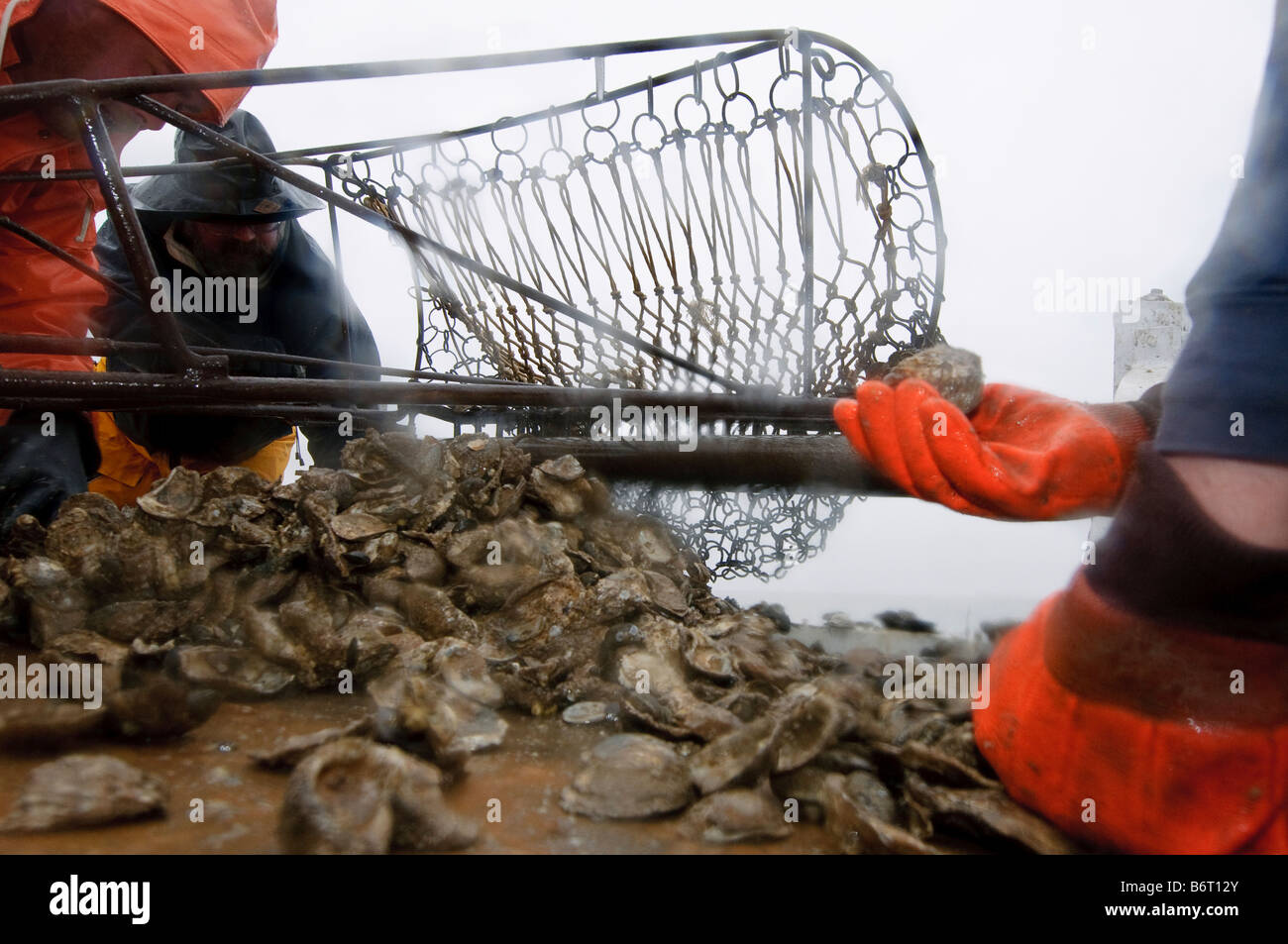 Annapolis Maryland, the last day of oyster season aboard the Skipjack ...
