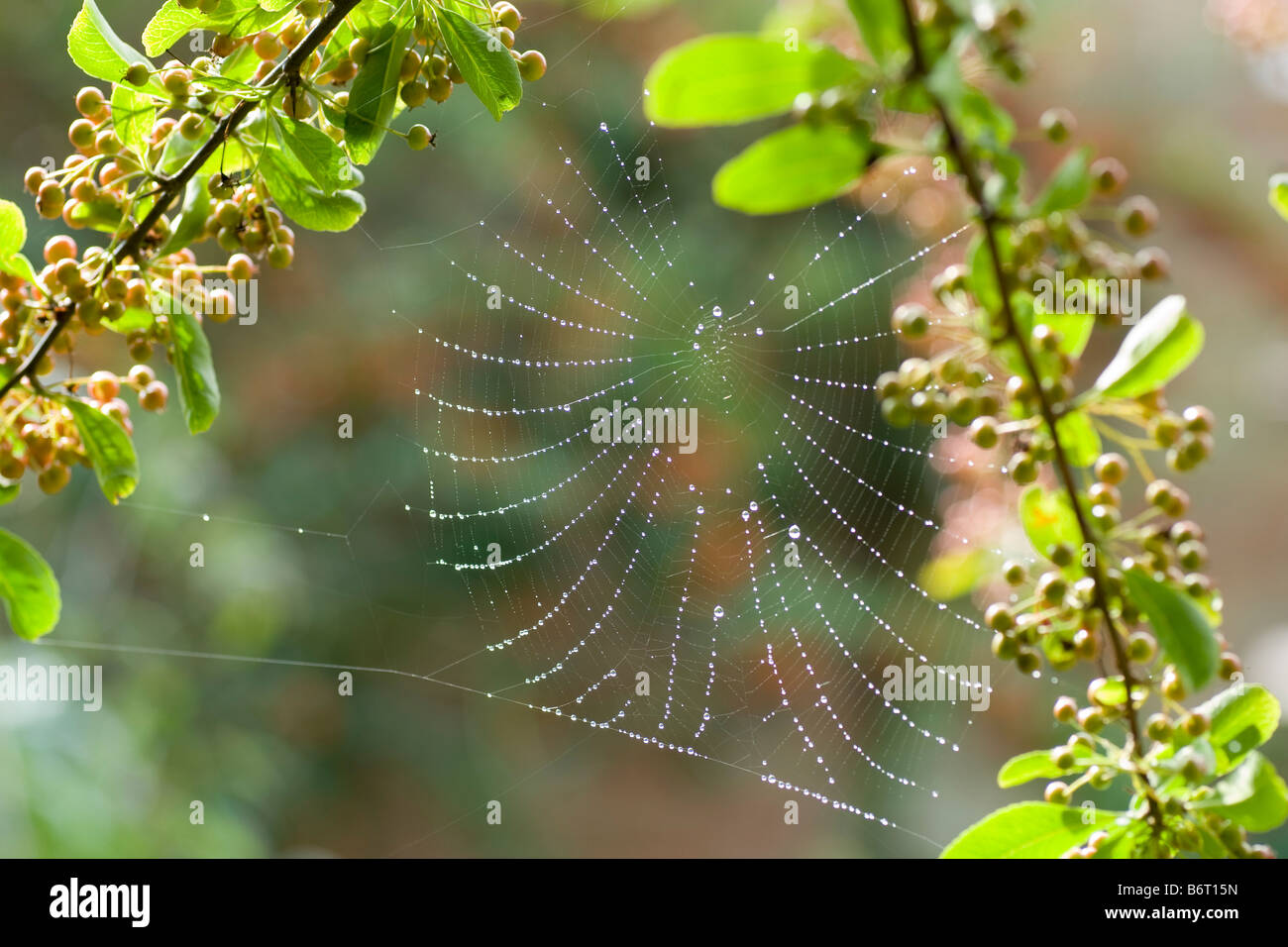 Spider web adorned with raindrops Stock Photo - Alamy