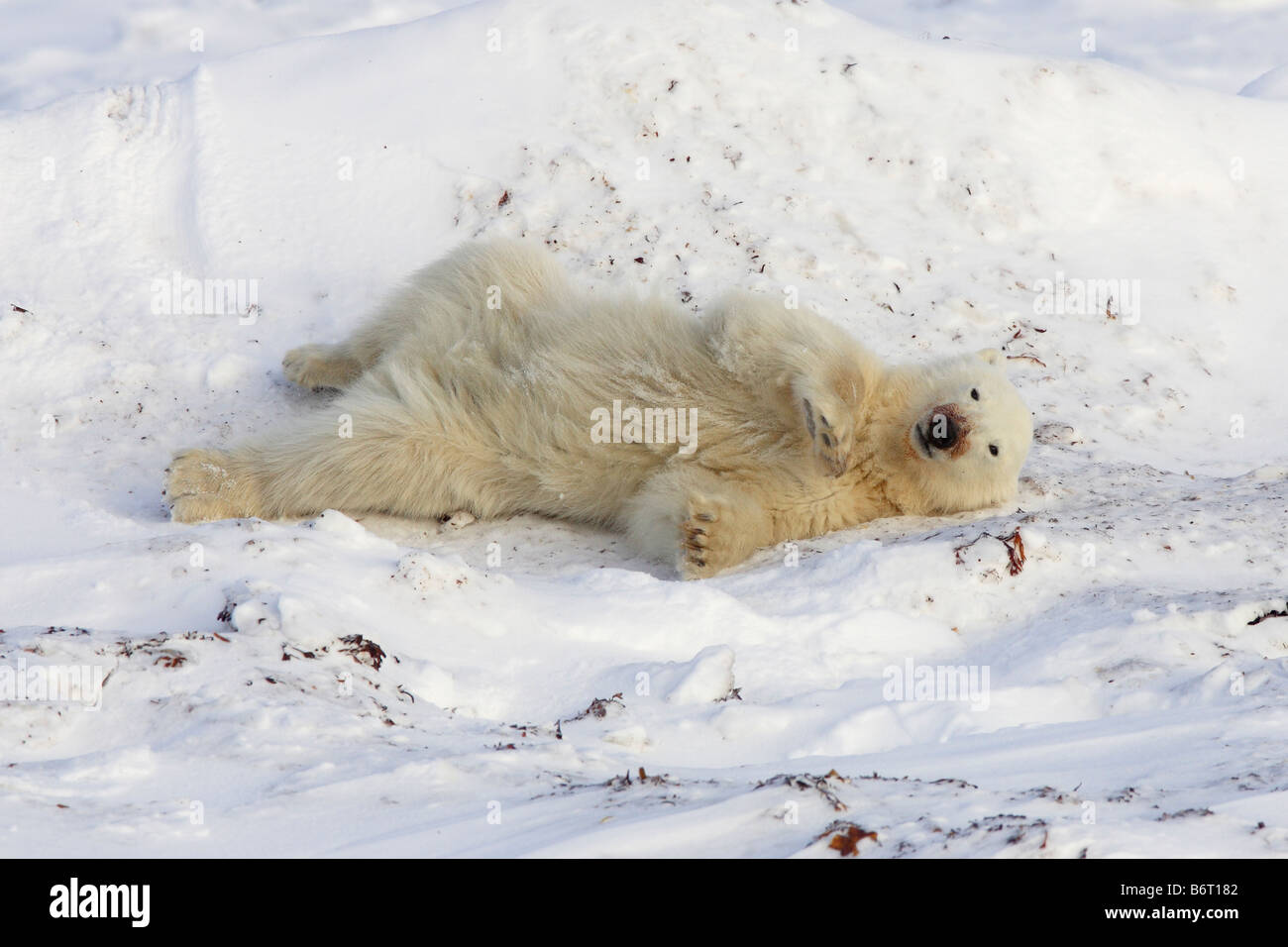 Cub polar bear in hi-res stock photography and images - Alamy