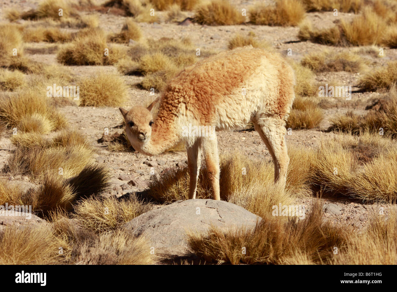 Llama chile hi-res stock photography and images - Alamy