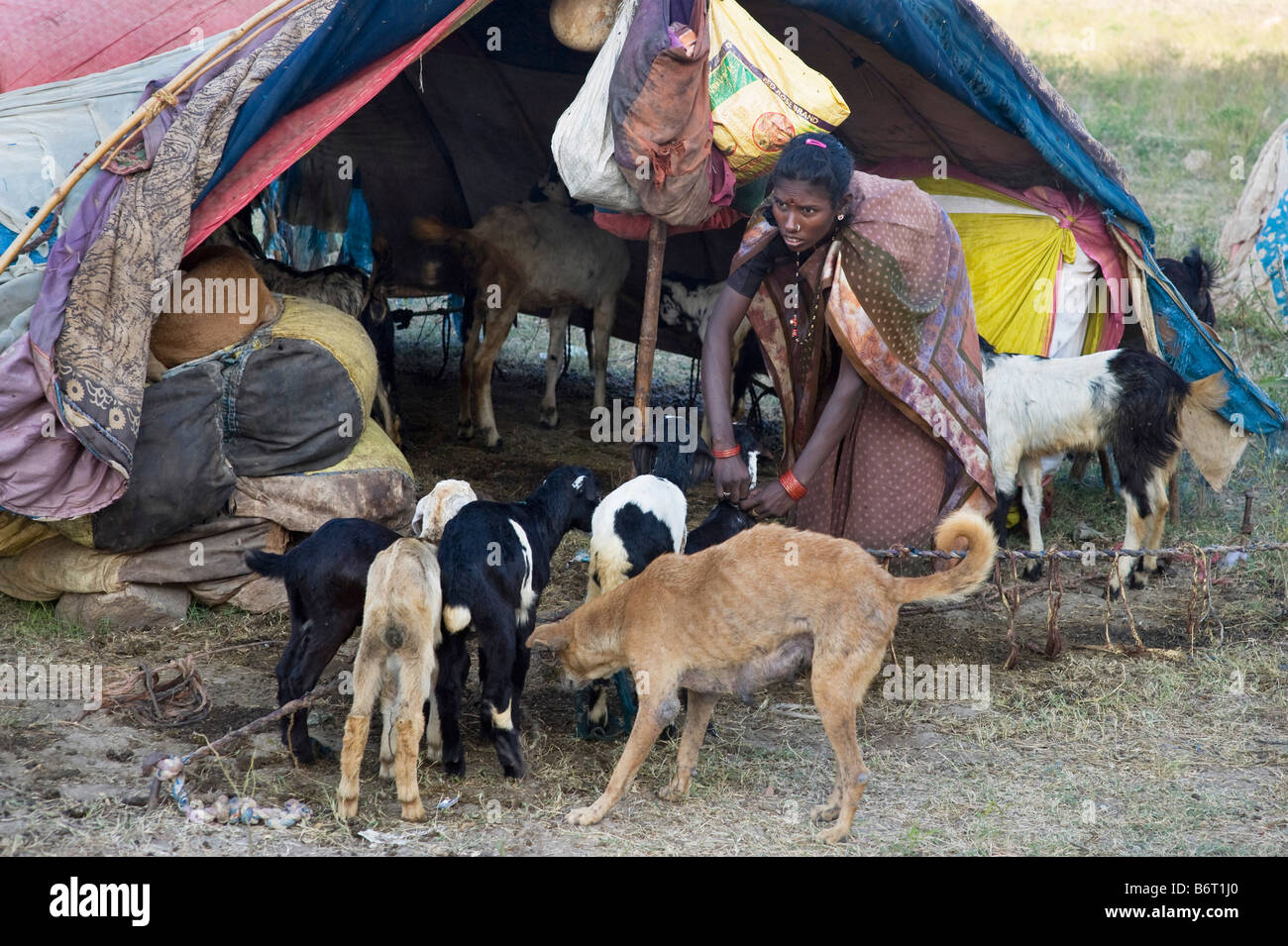Very poor indian people outside their tent home untying the family ...