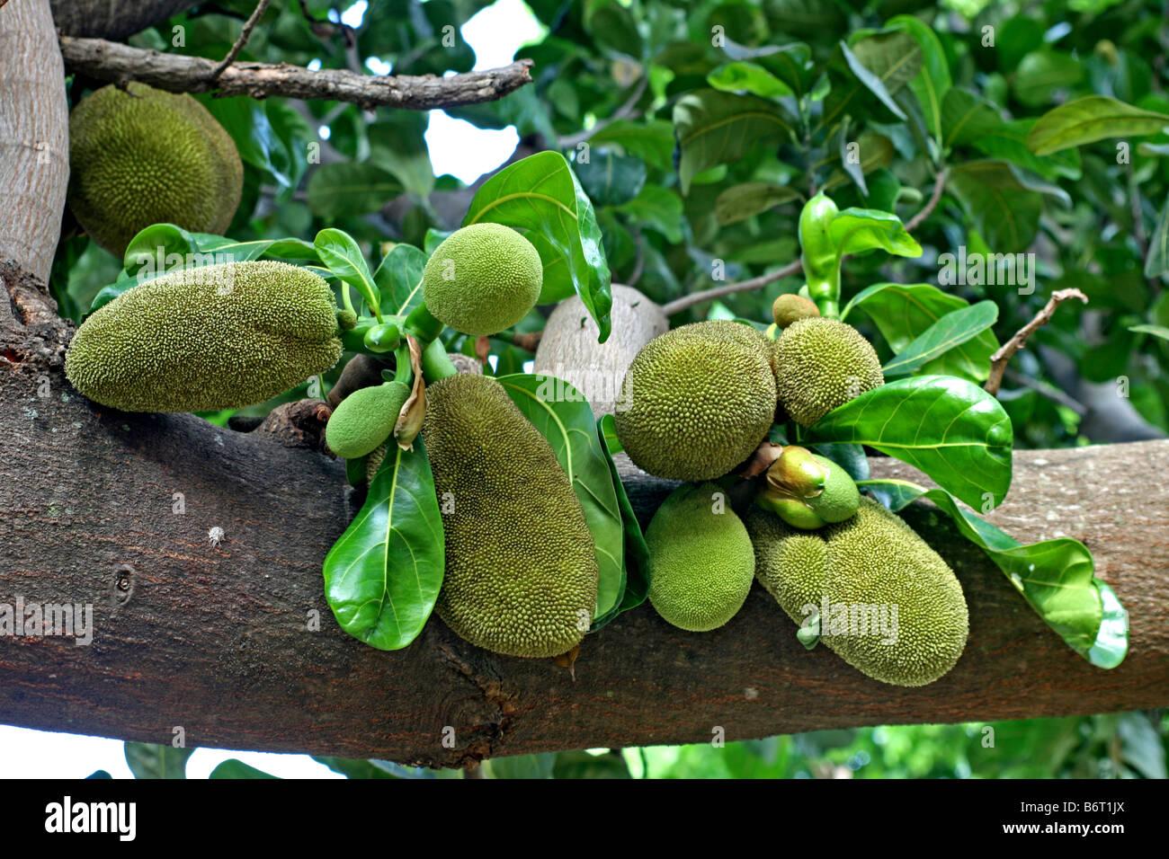 Jackfruit tree hi-res stock photography and images - Alamy