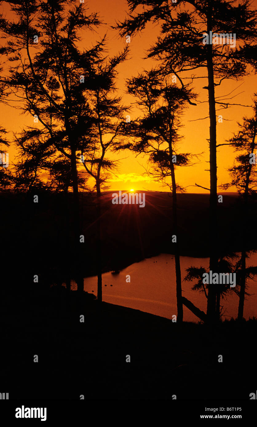 Sunset through trees trees hi-res stock photography and images - Alamy