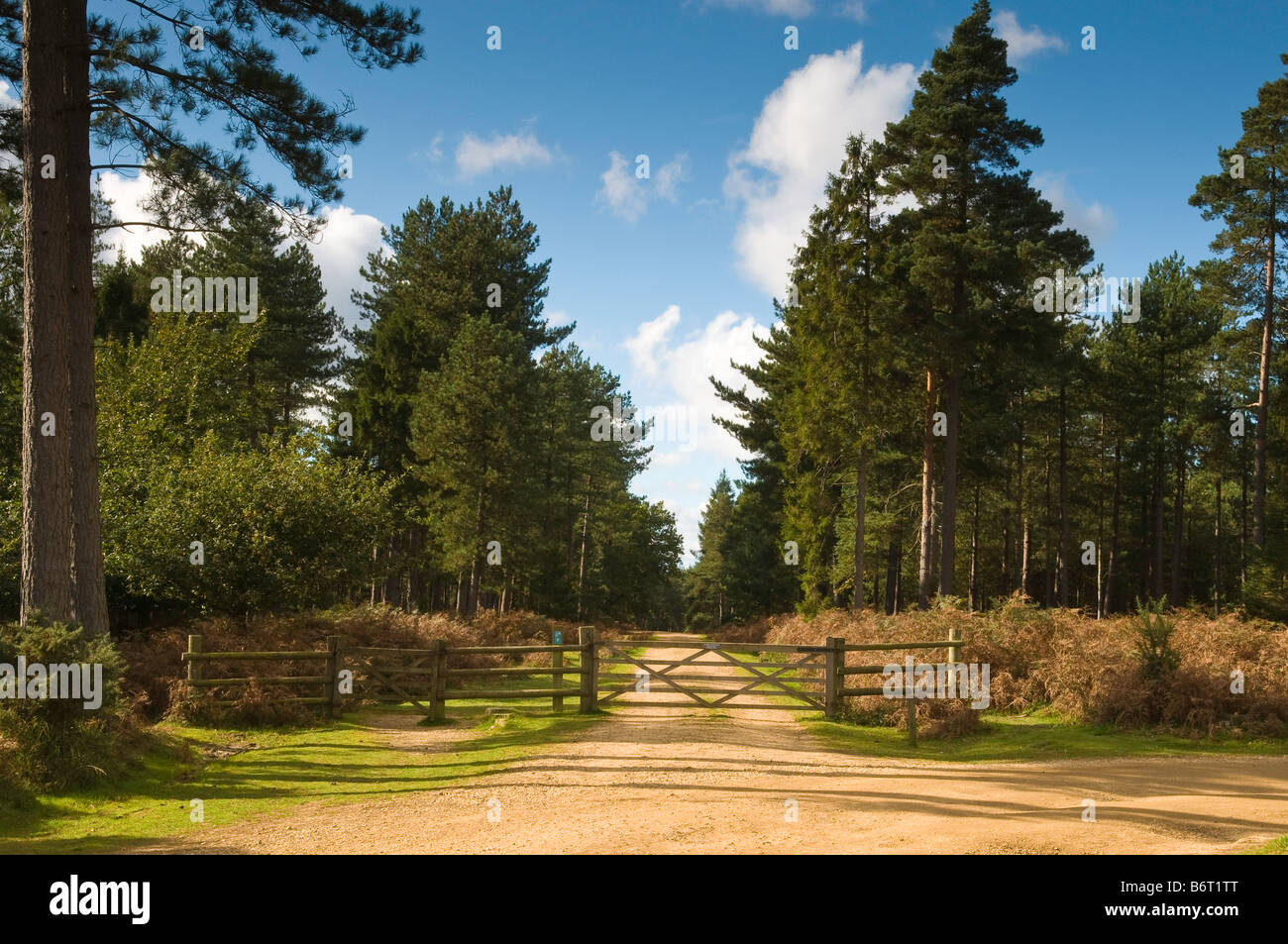 Forest track in the New Forest National Park, Hampshire, England, UK ...