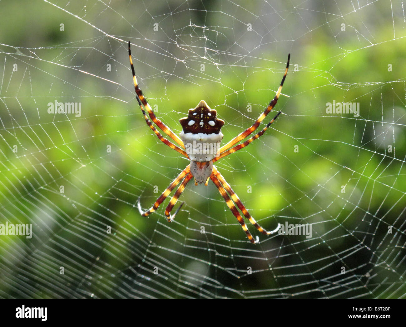 Banana spider seen on the island of St Barts Barthelemy in the ...