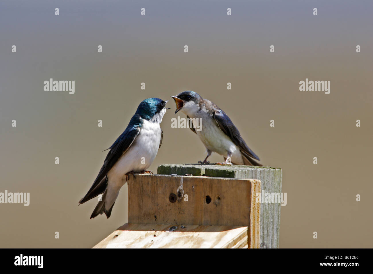 Female tree swallow hi-res stock photography and images - Alamy