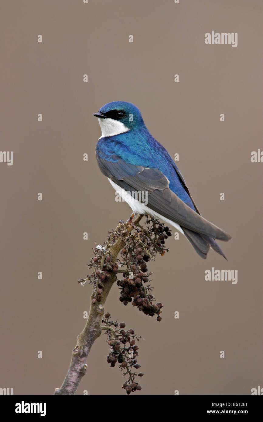 Male tree swallow perched hi-res stock photography and images - Alamy