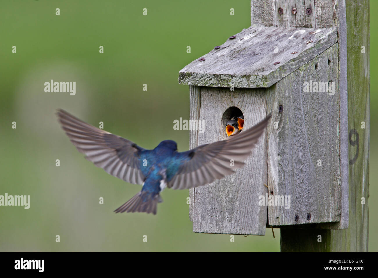 Juvenile tree swallow flying hi-res stock photography and images - Alamy