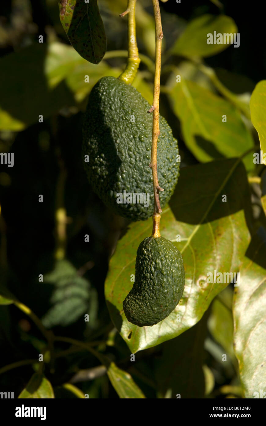 Avocados growing on tree Stock Photo - Alamy