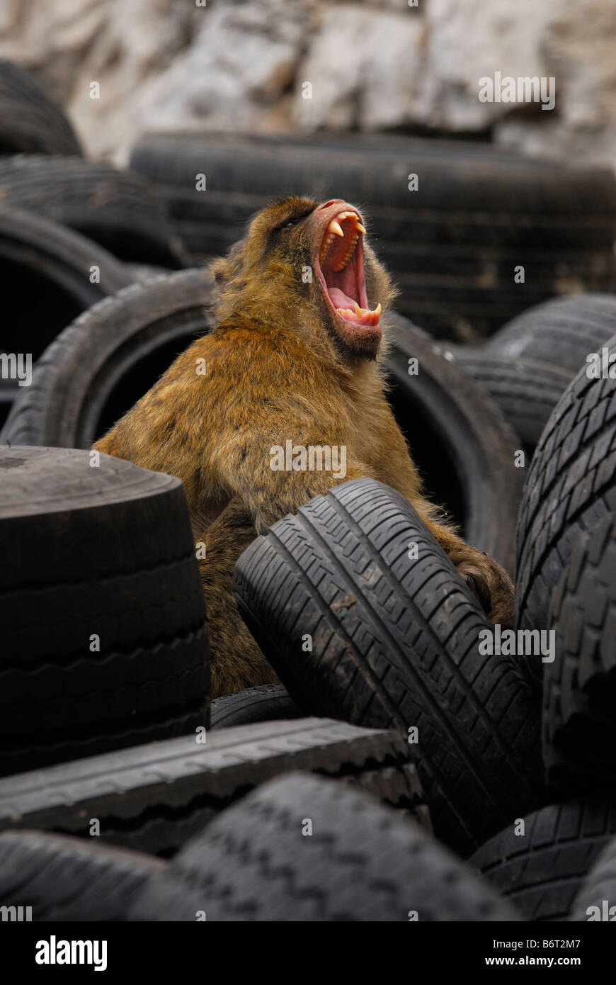 Garbage monkey hi-res stock photography and images - Alamy
