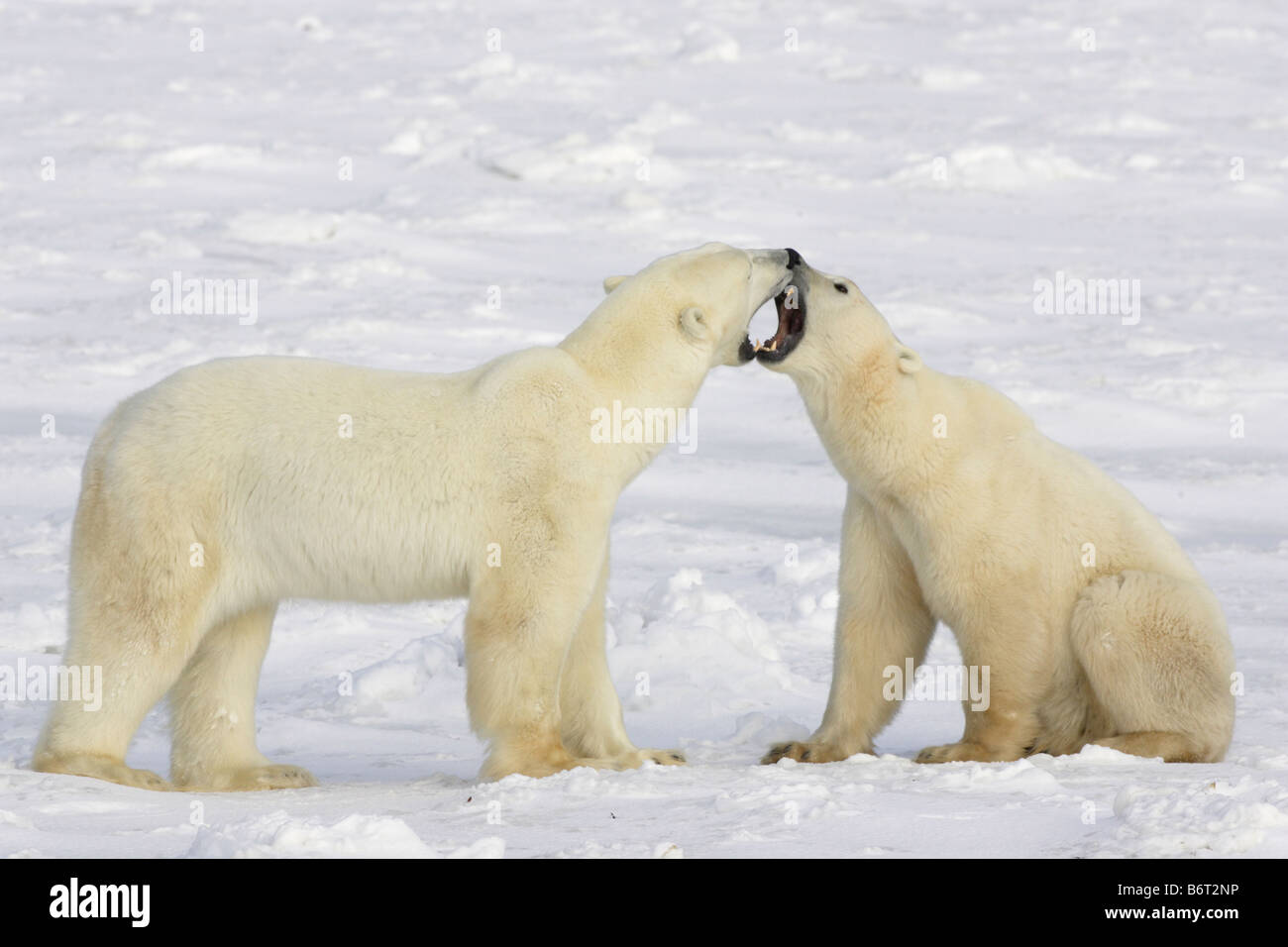 Two Polar Bears play fighting on the snow Stock Photo - Alamy