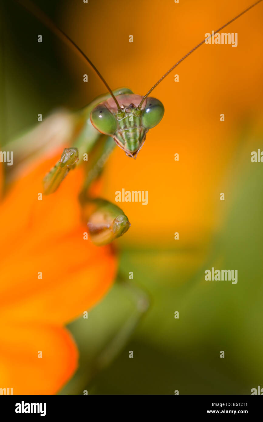 Close up of Praying Mantis Chinese Mantis Tenodera aridifolia sinensis ...