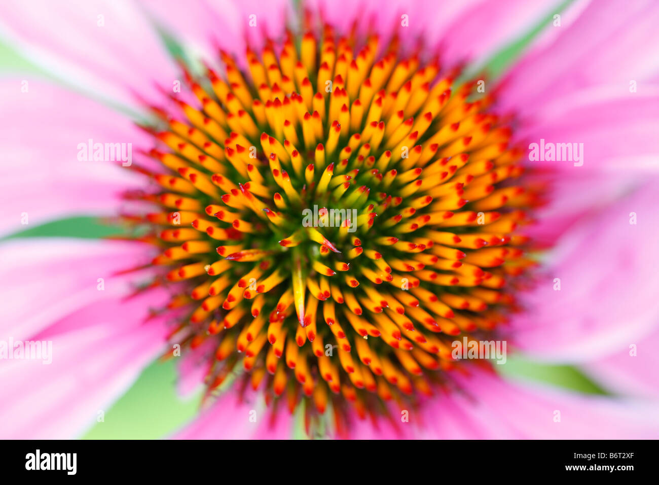 Echinacea sp hi-res stock photography and images - Alamy