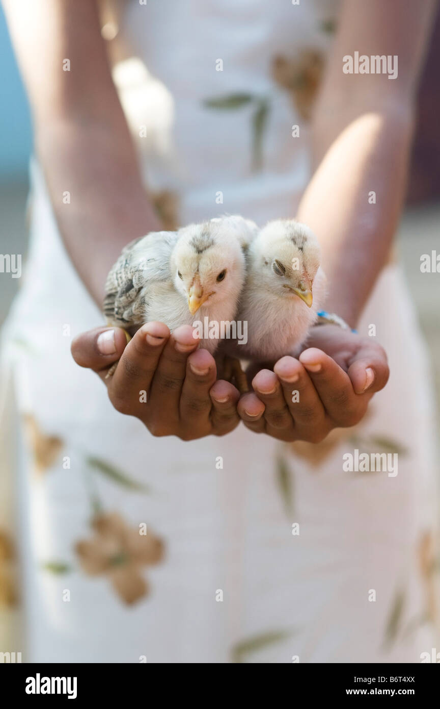 Young indian girl with two young chicks in the palm of her hands ...