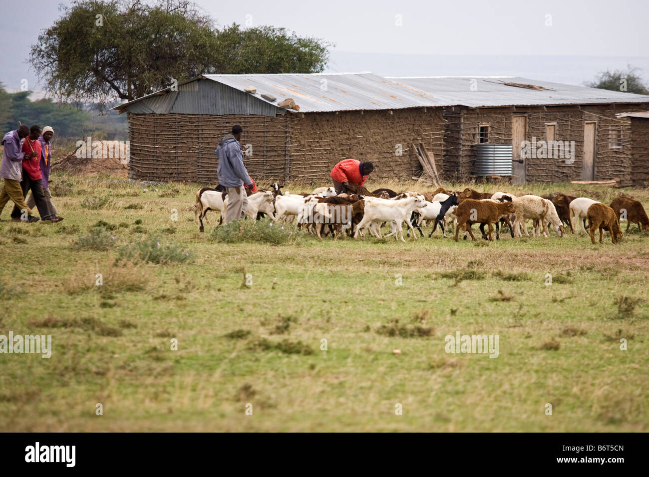 African goat farming hi-res stock photography and images - Alamy
