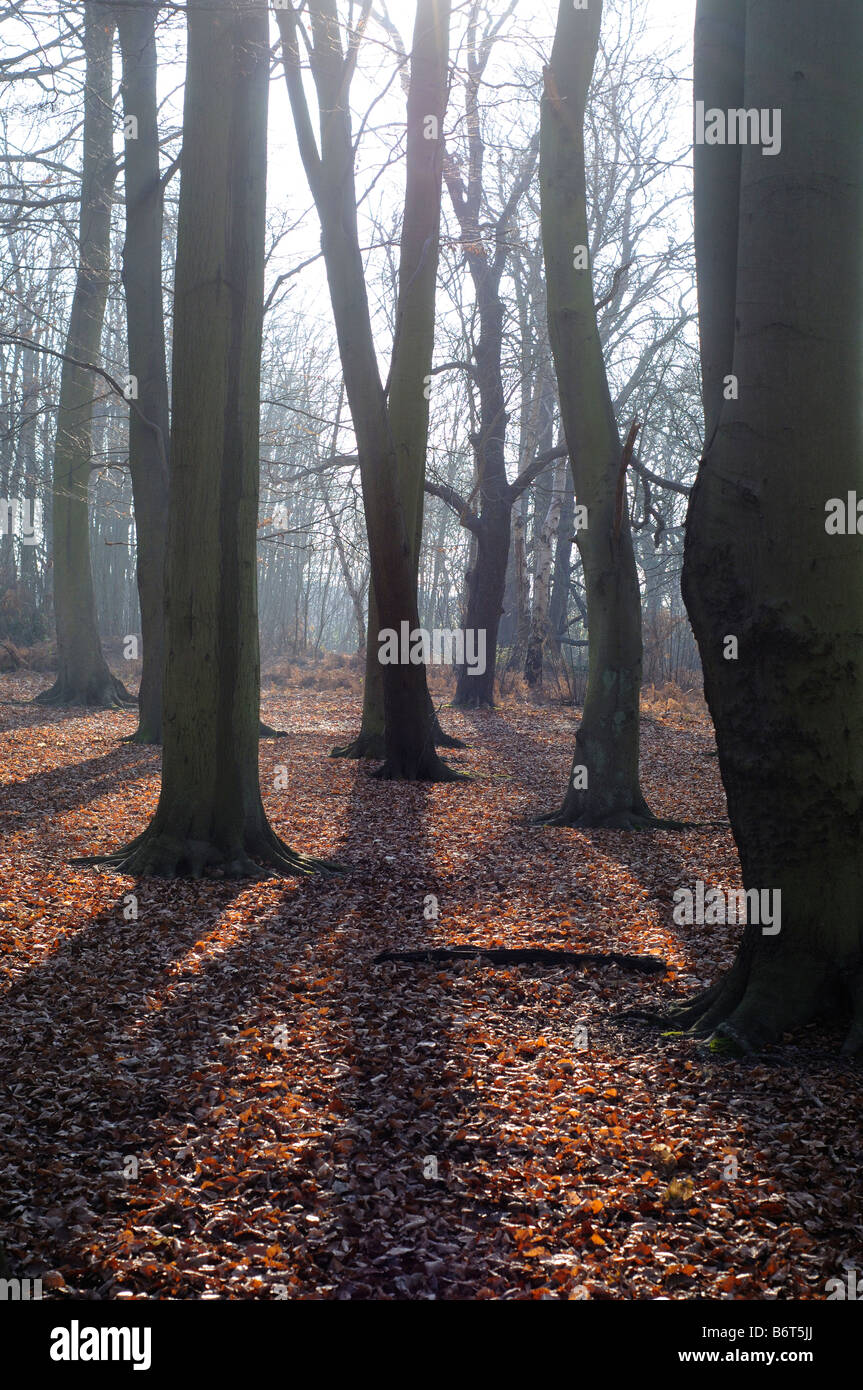 Beech trees in winter hi-res stock photography and images - Alamy