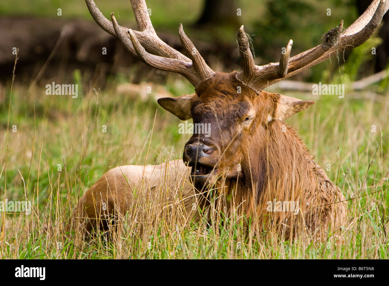 Large elk laying down hi-res stock photography and images - Alamy