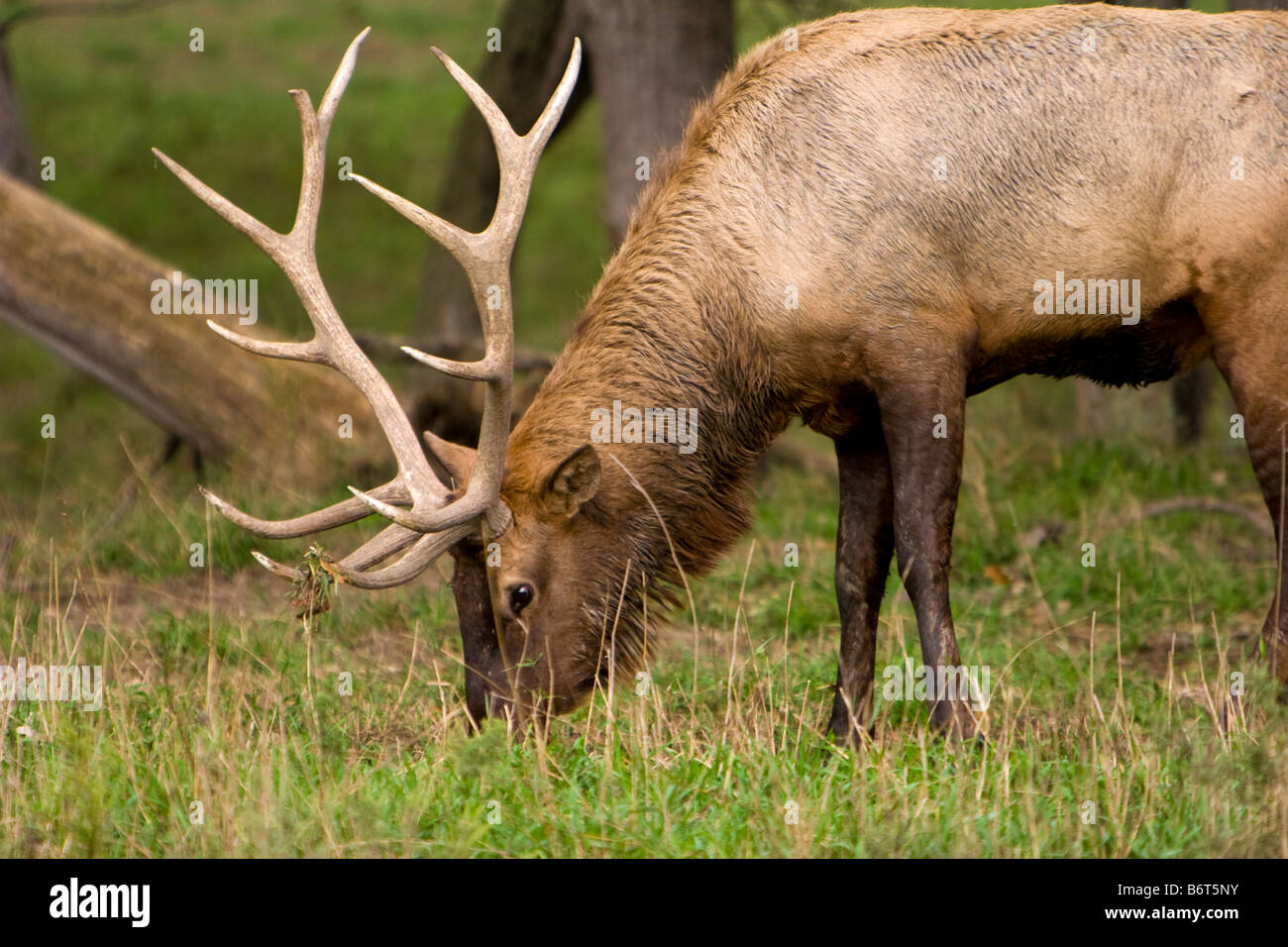 Eastern elk hi-res stock photography and images - Alamy