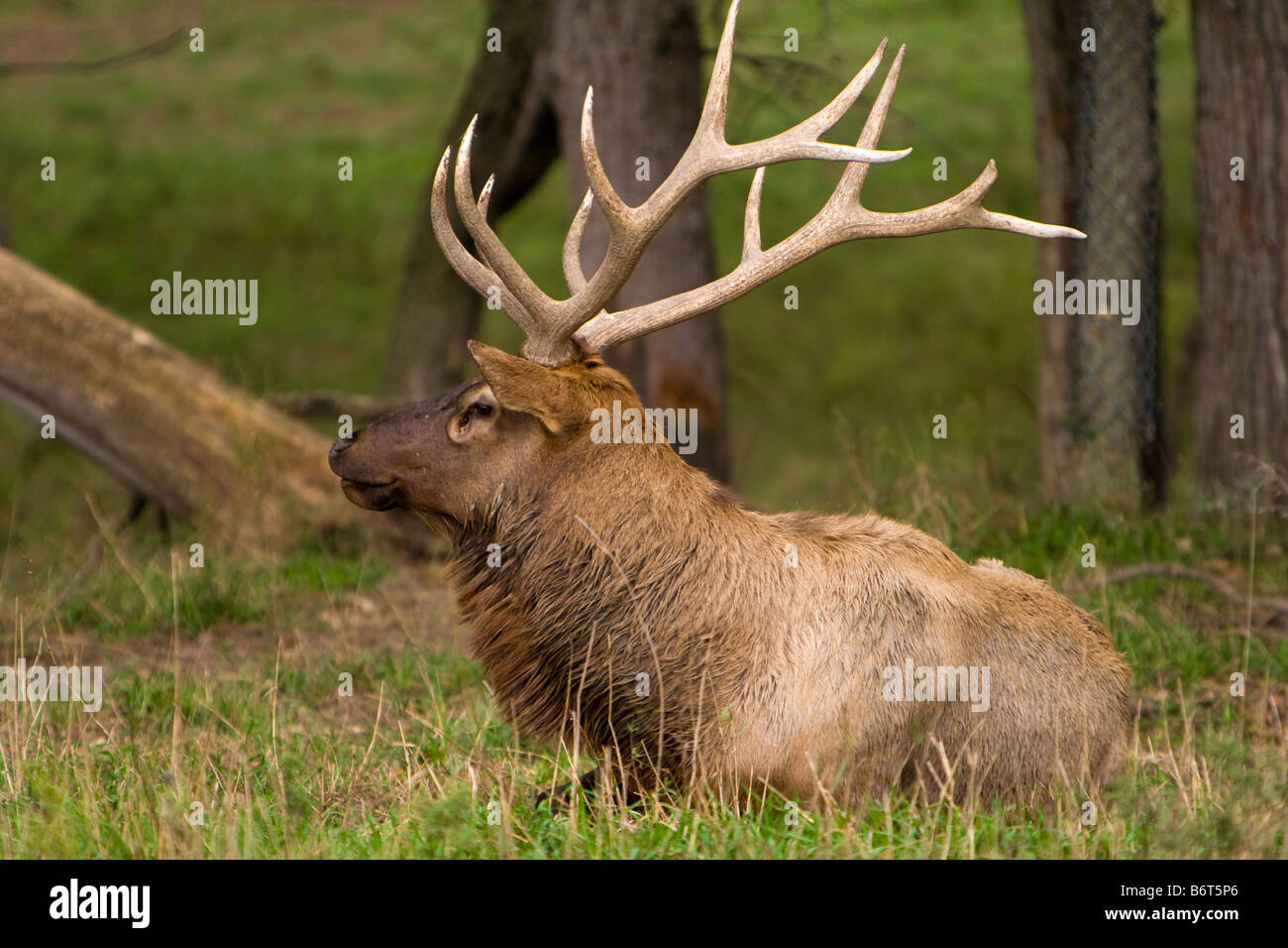 Elk hi-res stock photography and images - Alamy