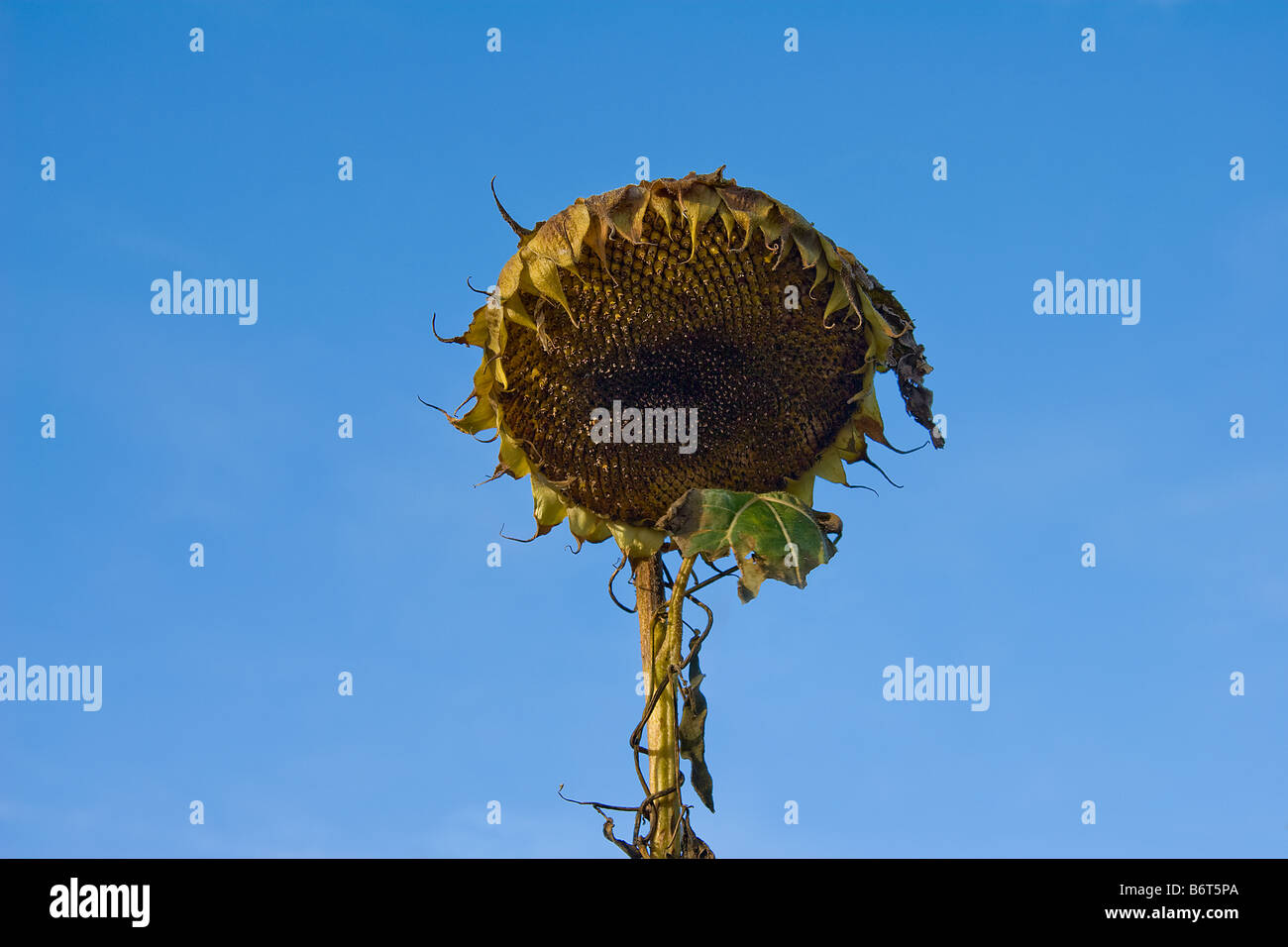Past its best hi-res stock photography and images - Alamy