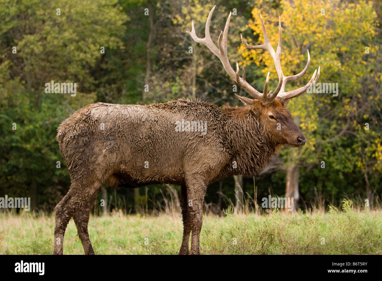 Elk in profile hi-res stock photography and images - Alamy