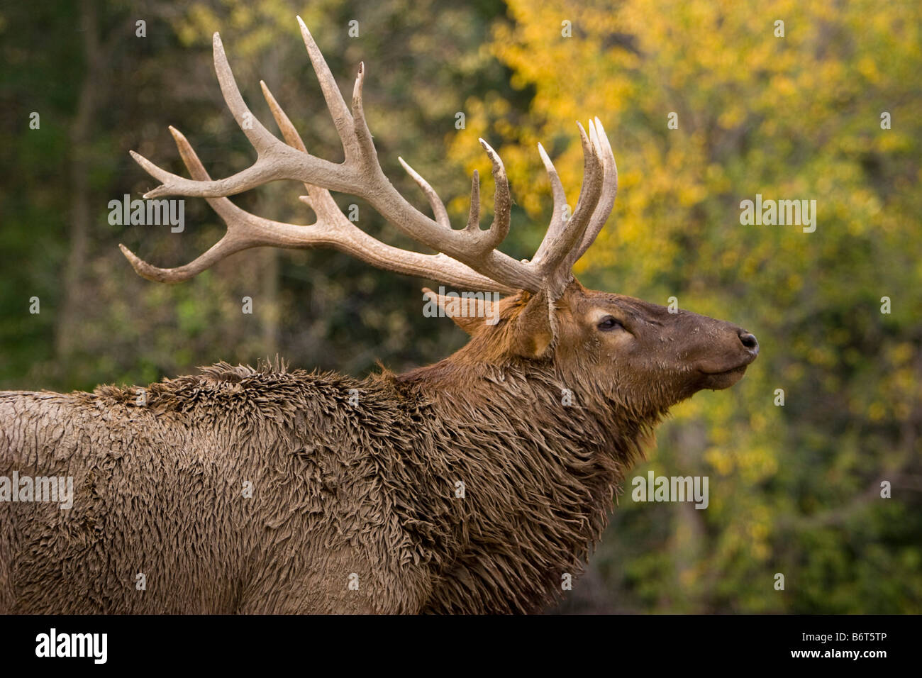 Elk conservation hi-res stock photography and images - Alamy