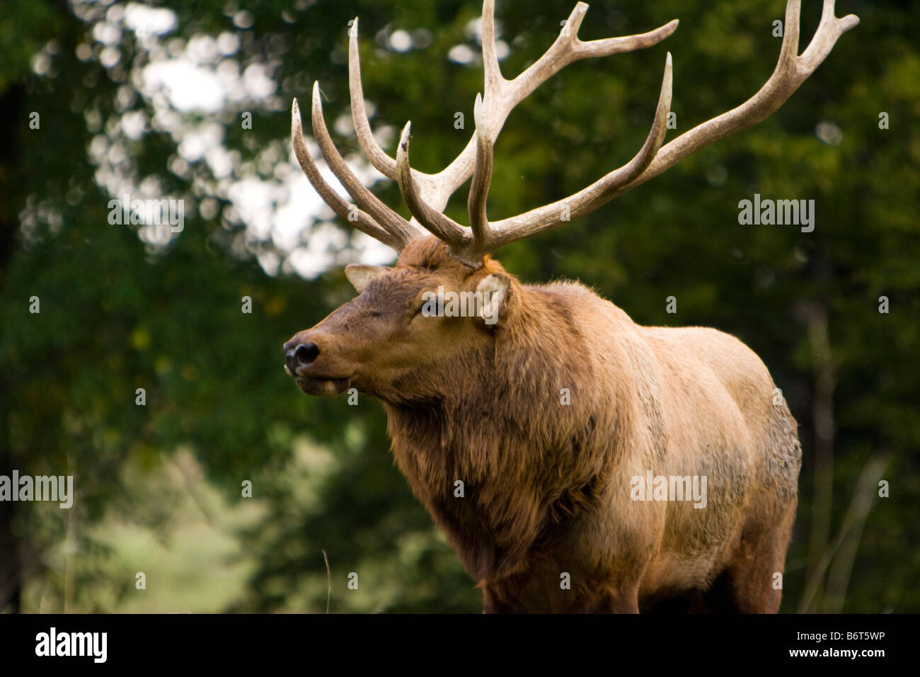 Closeup of a male Elk in eastern Nebraska September 23 2008 Stock Photo ...