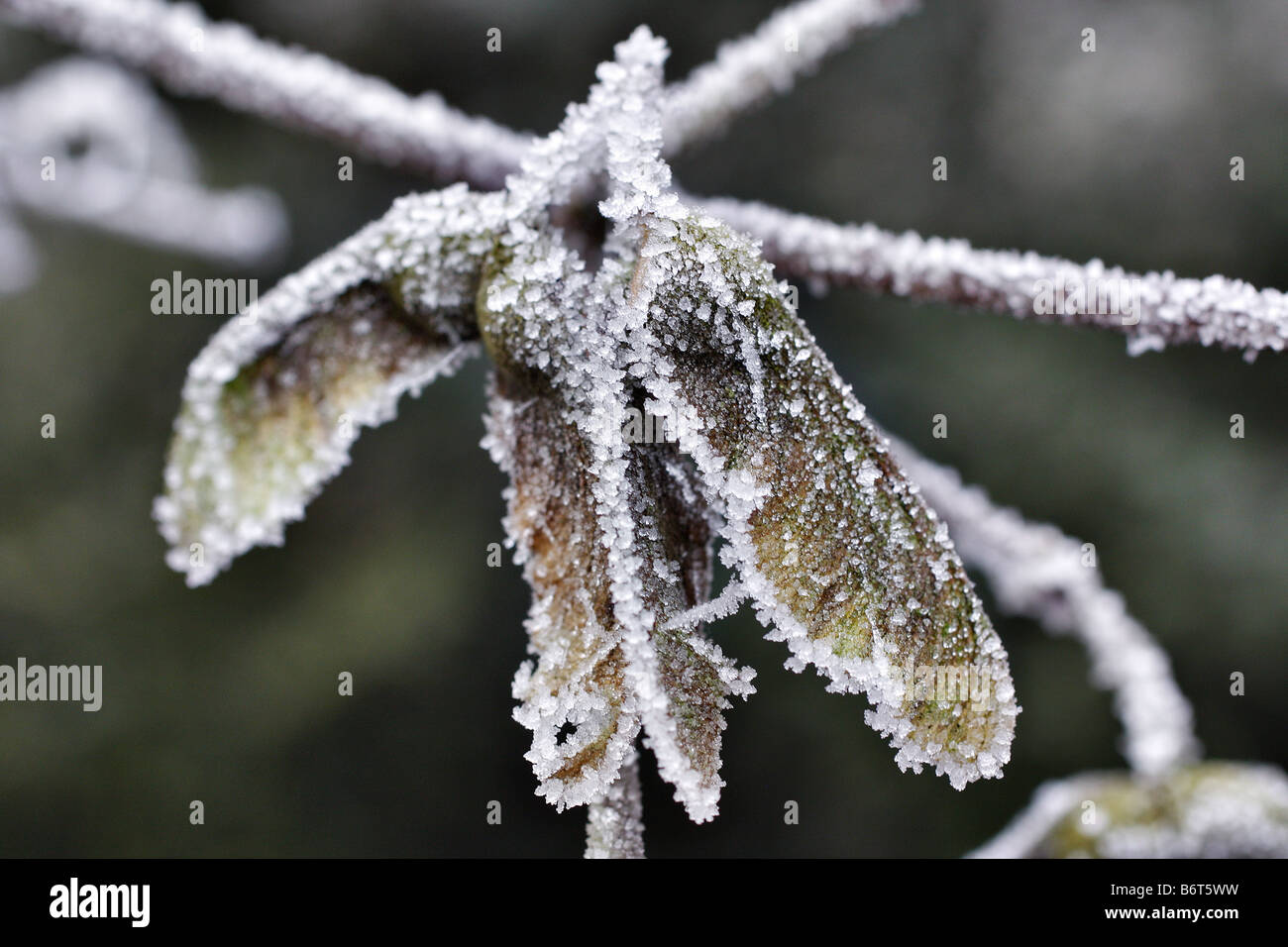 Frosted hoar frost hi-res stock photography and images - Alamy