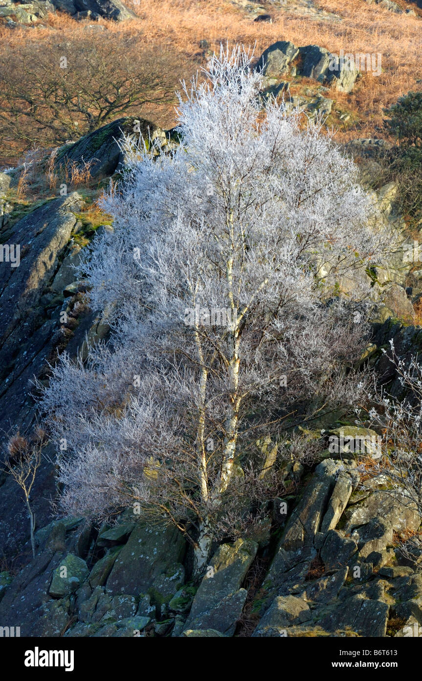 A frost covered tree on a hillside Stock Photo - Alamy