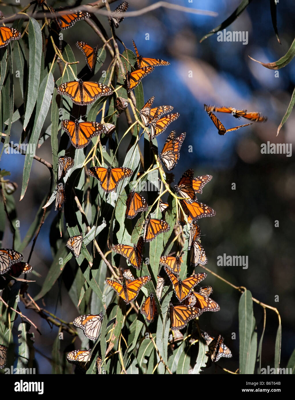 Monarch butterflies at Pismo Beach, California, USA Stock Photo - Alamy