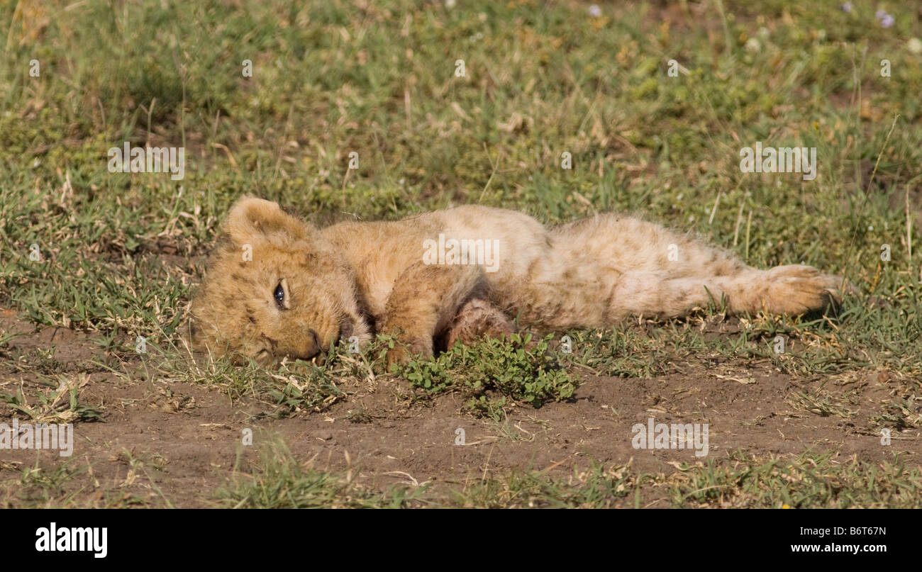 Dead Lion High Resolution Stock Photography and Images - Alamy