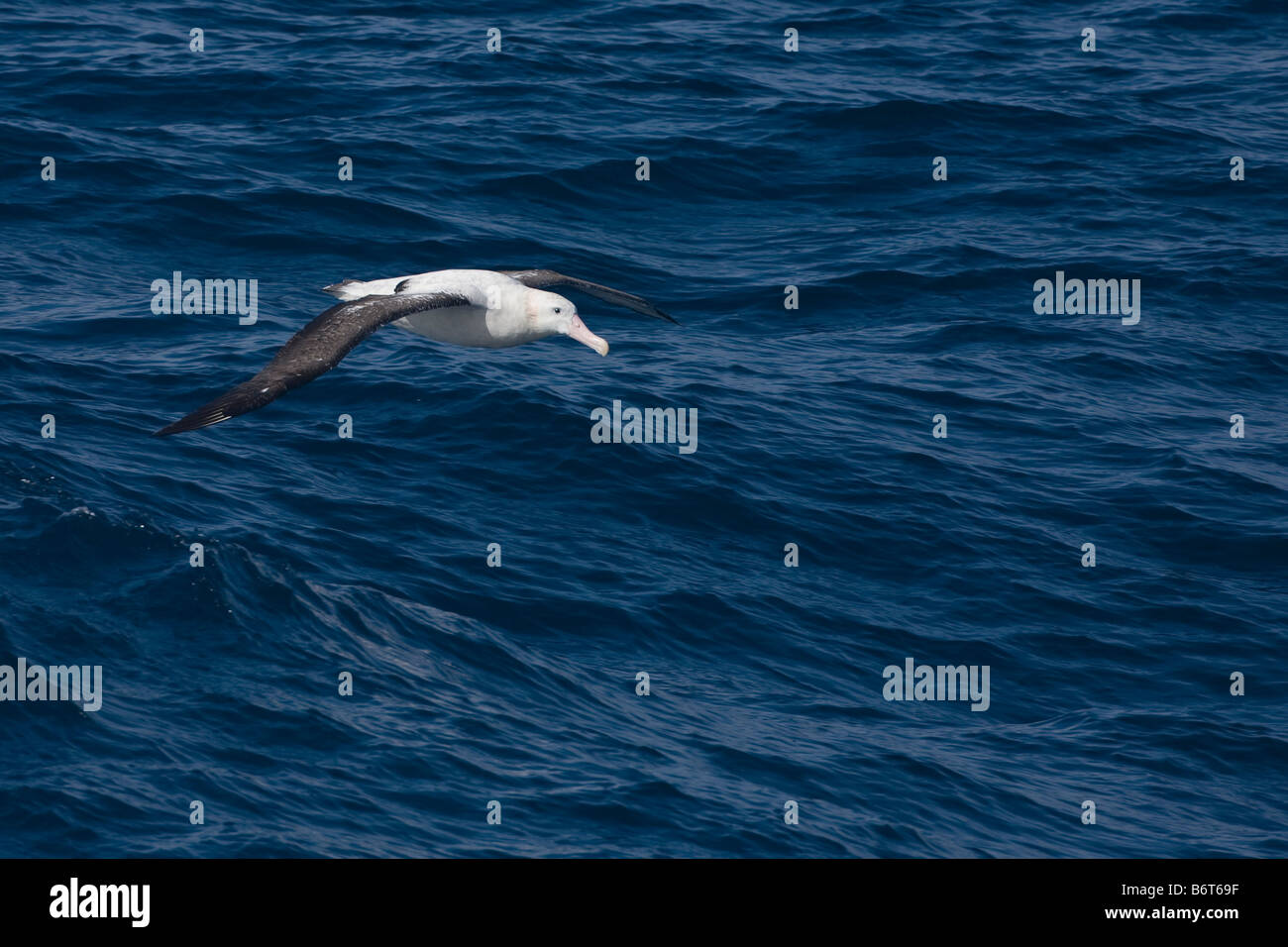 Wandering Albatross Diomedea exulans in flight Drake Passage Southern ...