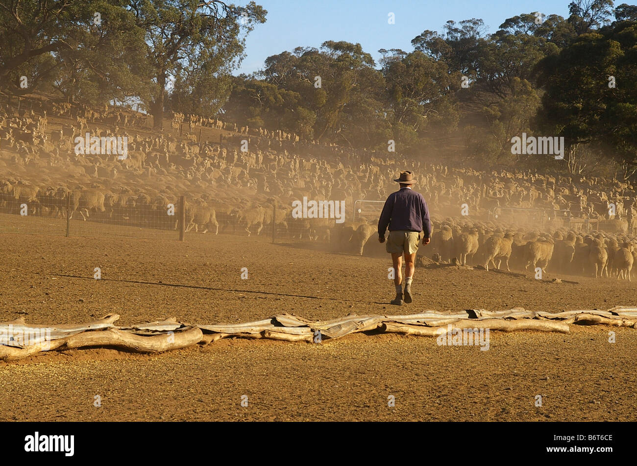 Australian Merino Sheep High Resolution Stock Photography and Images - Alamy