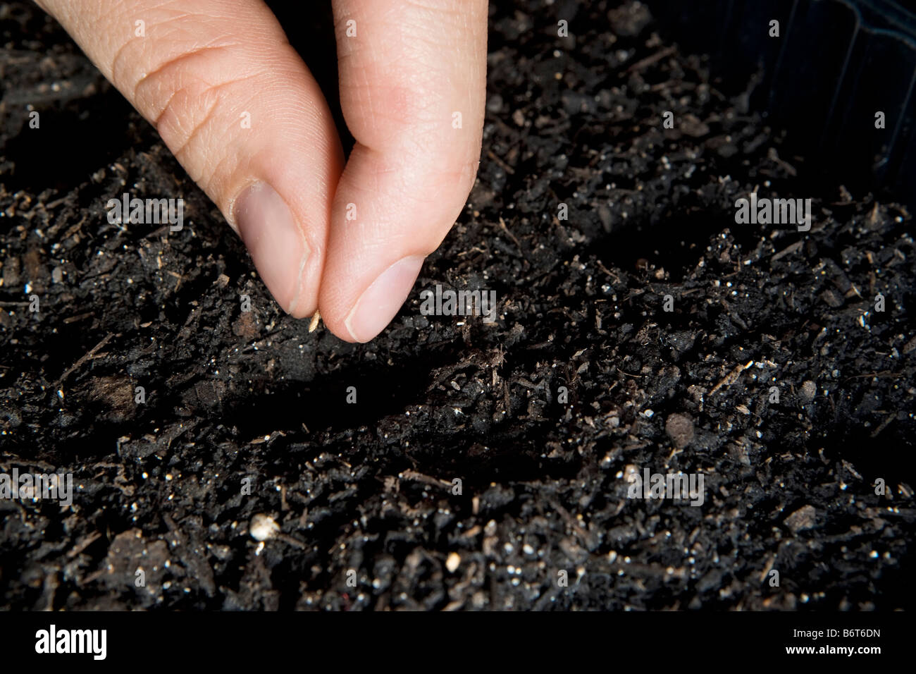 Sowing tomato seeds hi-res stock photography and images - Alamy