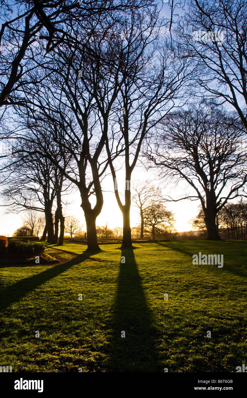 Shadows in the trees Stock Photo - Alamy