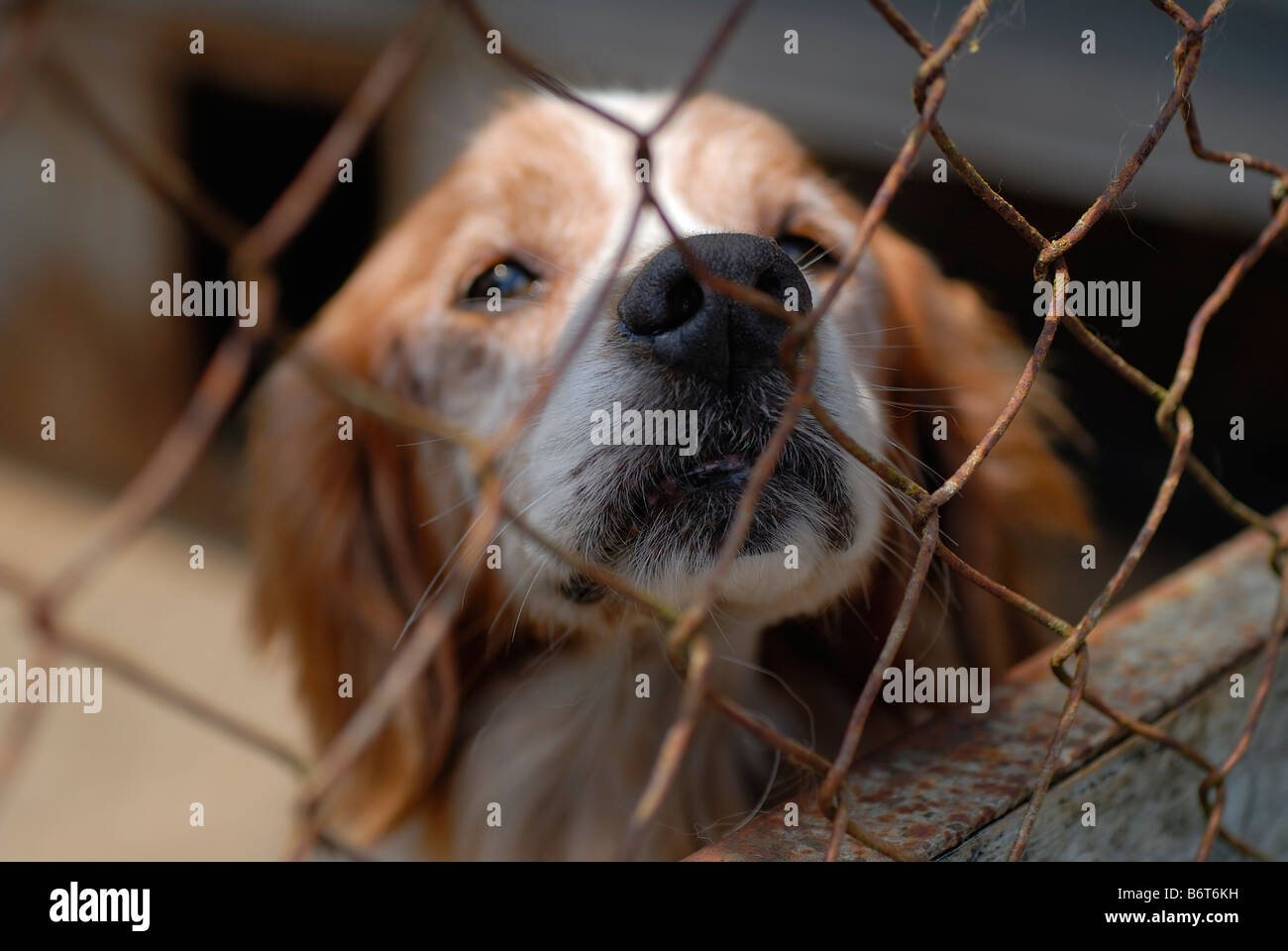 Old dog in home Stock Photo - Alamy