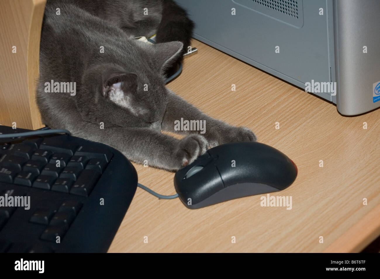 cat and mouse Stock Photo - Alamy