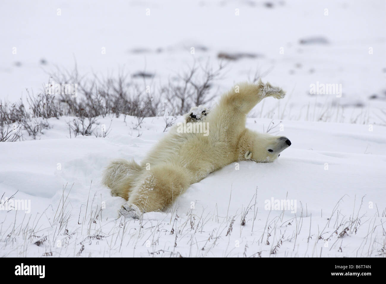 Bear snow bears ursus hi-res stock photography and images - Alamy