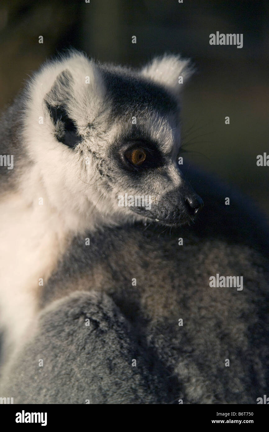 Lemur in Wildlife Park Stock Photo - Alamy